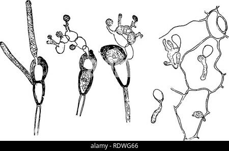 . Elementary botany . Fig. 160. Germinating uredospore of Germ tube ...