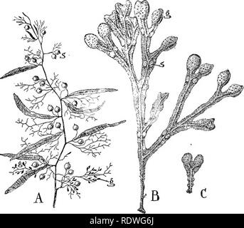 Nature and development of plants . Fig. 121. Two common forms of the ...