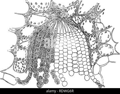rod shaped blepharoblasts