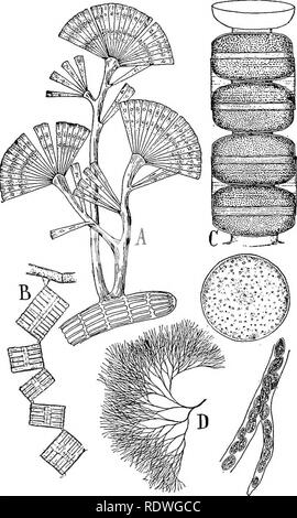 . Nature and development of plants. Botany. 94 MEDULLARY RAY 40. The ...