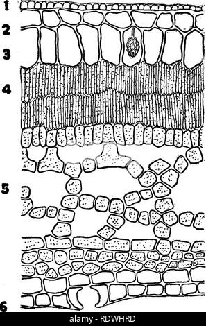 Epidermis Plant Tissue Histology 2.4 Dermal Tissues And Features