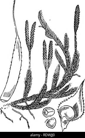 Lycopodium clavatum L Lycopodium clavatum L Stock Photo - Alamy