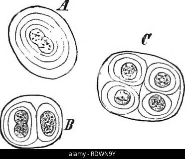 . The evolution of plant life, lower forms. Cryptogams; Plants. 90 ...
