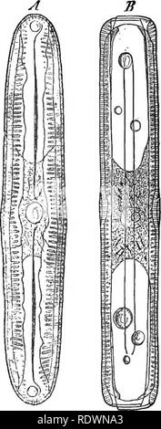 . The evolution of plant life, lower forms. Cryptogams; Plants. so ...