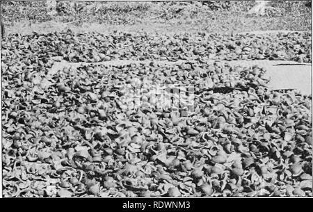 Coconut shells drying in the sun Stock Photo - Alamy