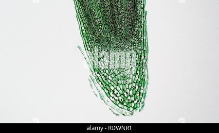 Apical Meristem in Allium Root Tip (35143669471 Stock Photo - Alamy