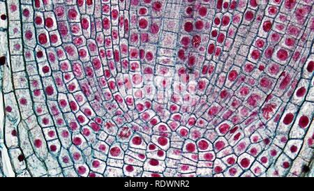 Apical Meristem in Allium Root Tip (23581053848 Stock Photo - Alamy