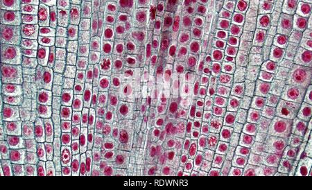 Apical Meristem in Allium Root Tip (35143669471 Stock Photo - Alamy