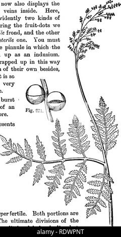 . Beginners' botany. Botany. Fig. 256. — Common Polypode Fern ...