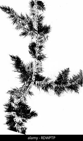 Thallus of filamentous algae (Spirogyra and Ulothrix) , Lake Baikal ...