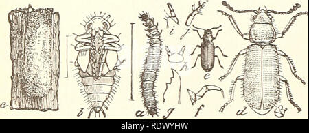The larva red-legged ham beetle Necrobia rufipes in the family Cleridae ...
