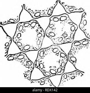 Collenchyma tissue anatomy Stock Photo - Alamy