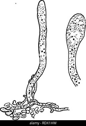 . Fungi, ascomycetes, ustilaginales, uredinales. Fungi. PLECTOMYCETES ...