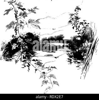 a kind of spider insects in the wild Stock Photo - Alamy