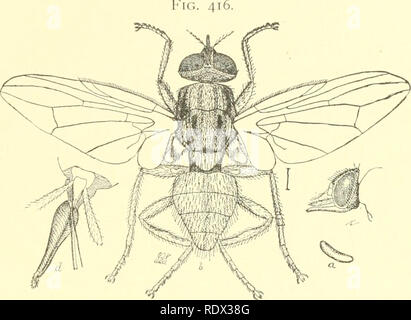 horn fly cattle fly cattle pests on a cow head Stock Photo - Alamy