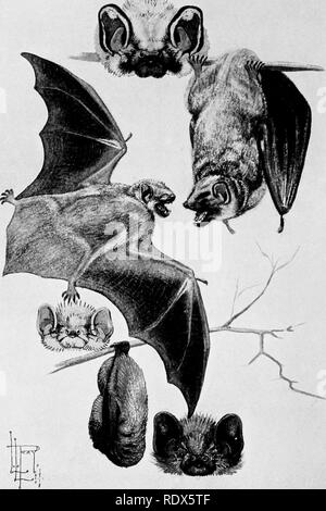 how to draw a hoary bat