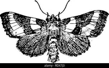 male Ghost Moth (Hepialus humuli Stock Photo - Alamy