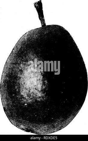 Cordon trained fruit trees against west facing wall. West Sussex ...