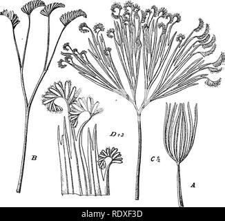 Schizaea bifida Schizaea bifida Stock Photo - Alamy