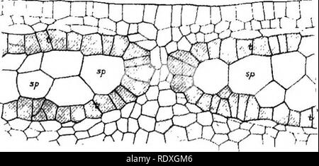 Gnetum sp Gnetum sp Stock Photo - Alamy