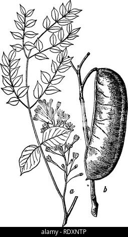 Bauhinia is a large genus of flowering plants in the subfamily ...