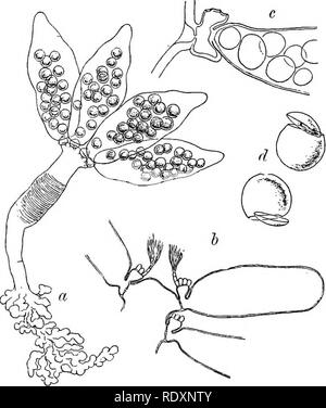Seaweed, X-ray. Seaweeds are marine algae which live in coastal areas ...