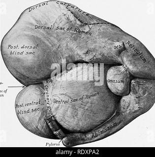 . The anatomy of the domestic animals . Veterinary anatomy. Coronary ...
