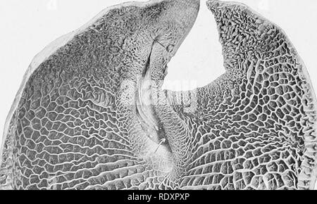 . The anatomy of the domestic animals. Veterinary anatomy. 458 ...