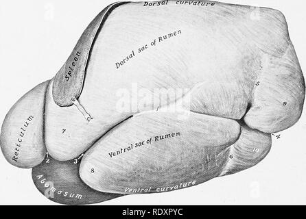 . The anatomy of the domestic animals . Veterinary anatomy. THE ...