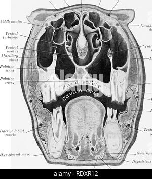 . The anatomy of the domestic animals. Veterinary anatomy. THE ...