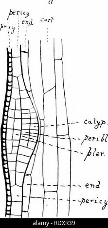Mature Barley Structure Stock Photo - Alamy