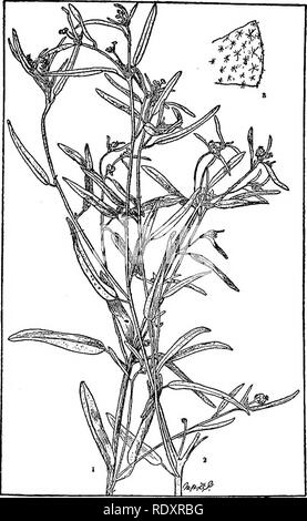 Texas Croton, Croton texensis Stock Photo - Alamy