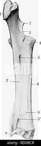 . The anatomy of the domestic animals . Veterinary anatomy. 146 ...