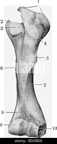 . The anatomy of the domestic animals . Veterinary anatomy. 146 ...