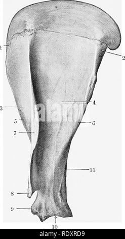 . The anatomy of the domestic animals. Veterinary anatomy. 146 SKELETON ...