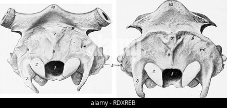 . The anatomy of the domestic animals. Veterinary anatomy. 138 SKELETON ...