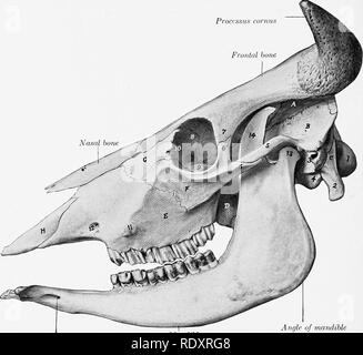 . The anatomy of the domestic animals. Veterinary anatomy. 132 SKELETON ...