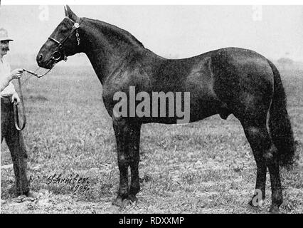 American Standardbred horse trotting in the field Stock Photo - Alamy