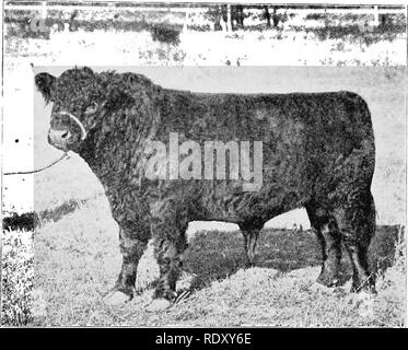 large aberdeen angus bull with horns, scottish cattle cow, scottish or ...