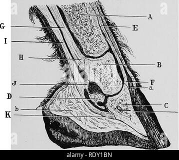 . Diseases of the horse's foot. Hoofs; Horses. EEGIONAL ANATOMY 35 ...