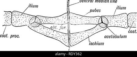 . Human embryology and morphology. Embryology, Human; Morphology ...