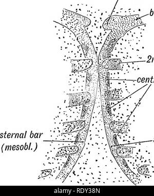 . Human embryology and morphology. Embryology, Human; Morphology. 7th ...