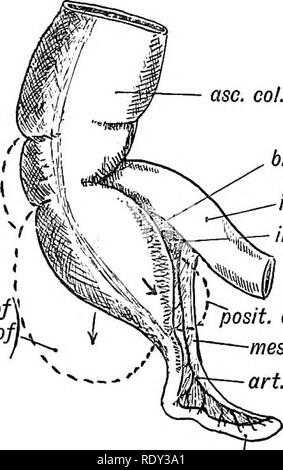 . Human embryology and morphology. Embryology, Human; Morphology. THE ...