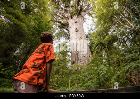New Zealand's largest known living kauri tree, Tane Mahuta, is said to ...