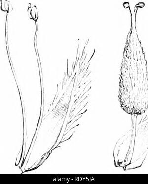 Male and female catkin from willow Salix tree isolated on white ...