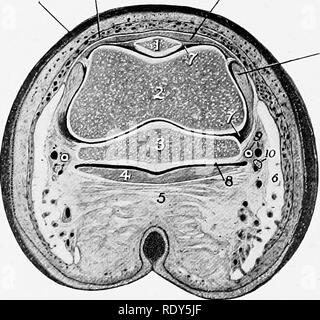. The anatomy of the domestic animals. Veterinary anatomy. THE CORIUM ...