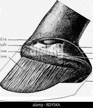 . The anatomy of the domestic animals. Veterinary anatomy. THE CORIUM ...