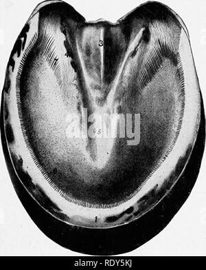 . The anatomy of the domestic animals. Veterinary anatomy. THE CORIUM ...