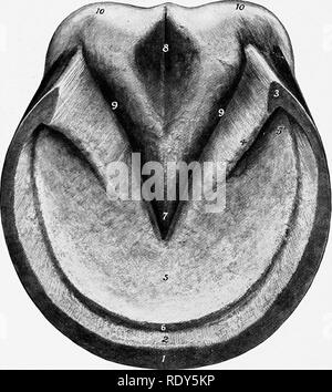 . The anatomy of the domestic animals. Veterinary anatomy. THE CORIUM ...