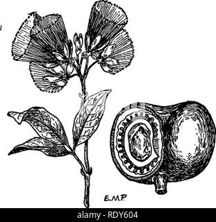 Dillenia are flowering plants in the family Dilleniaceae, native to ...